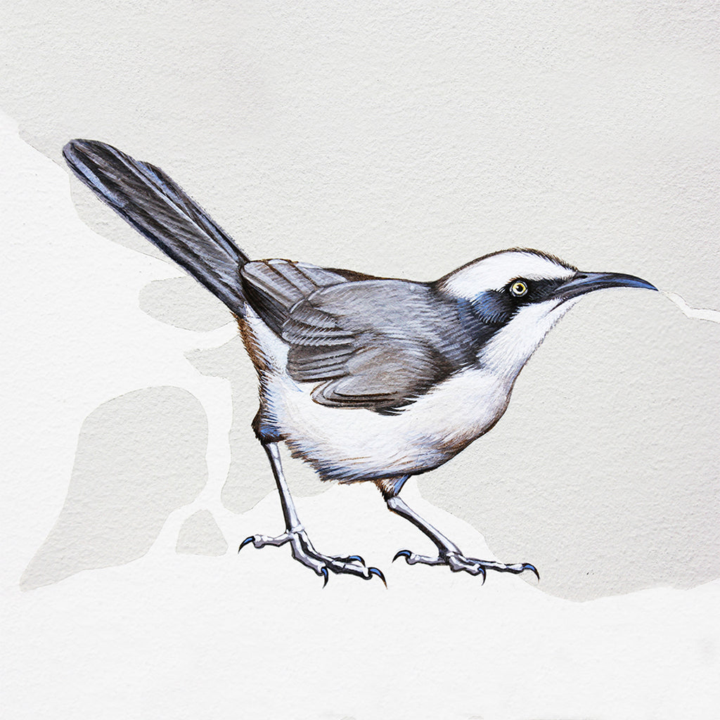 Gray-crowned Babbler – Ink Dwell